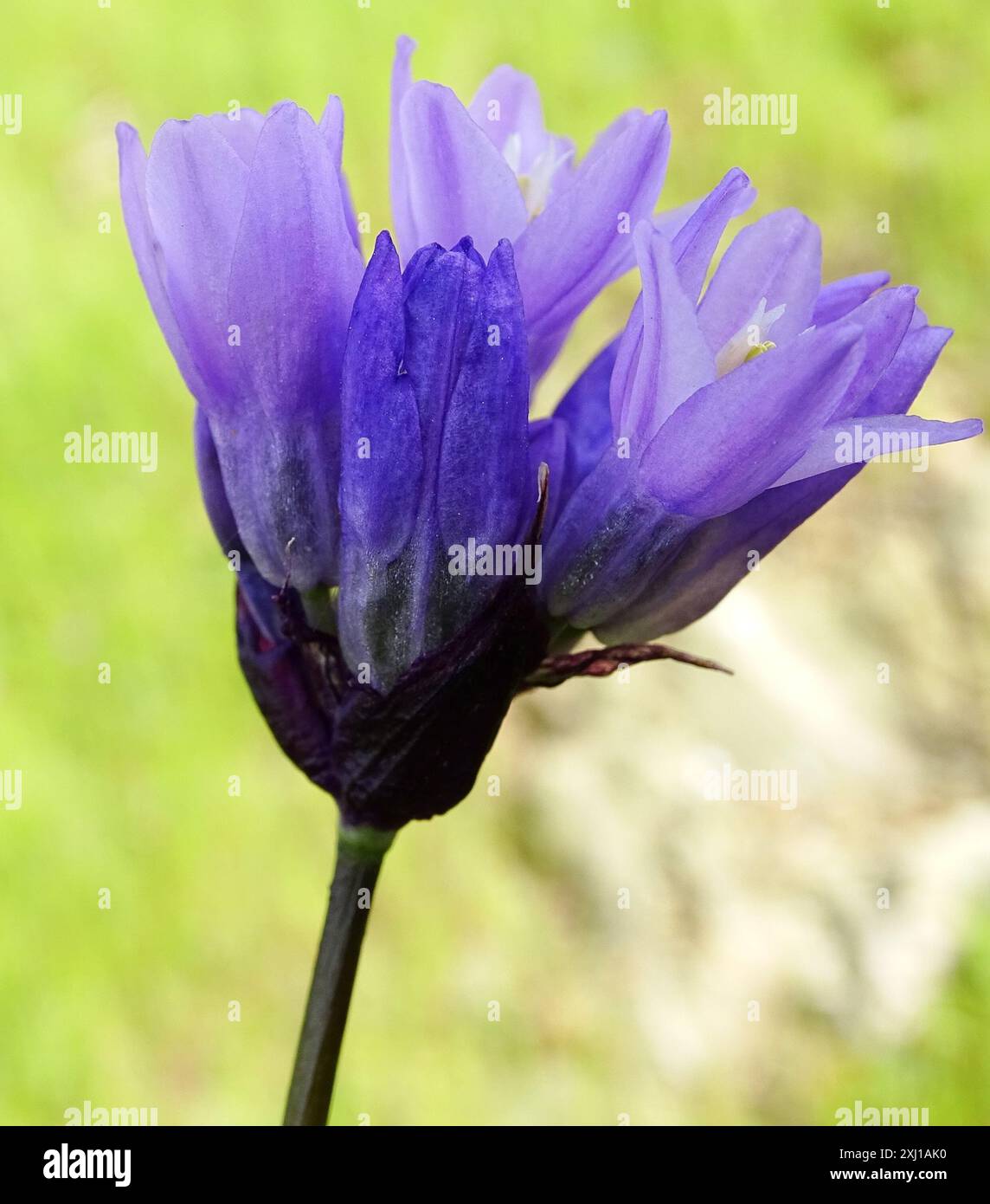 Blue Dicks (Dipterostemon capitatus) Plantae Stock Photo - Alamy