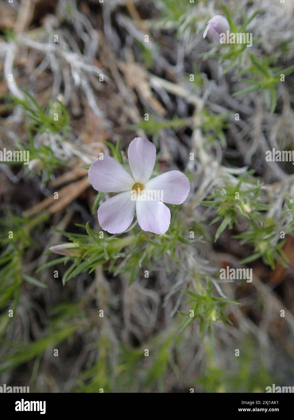 spreading phlox (Phlox diffusa) Plantae Stock Photo - Alamy