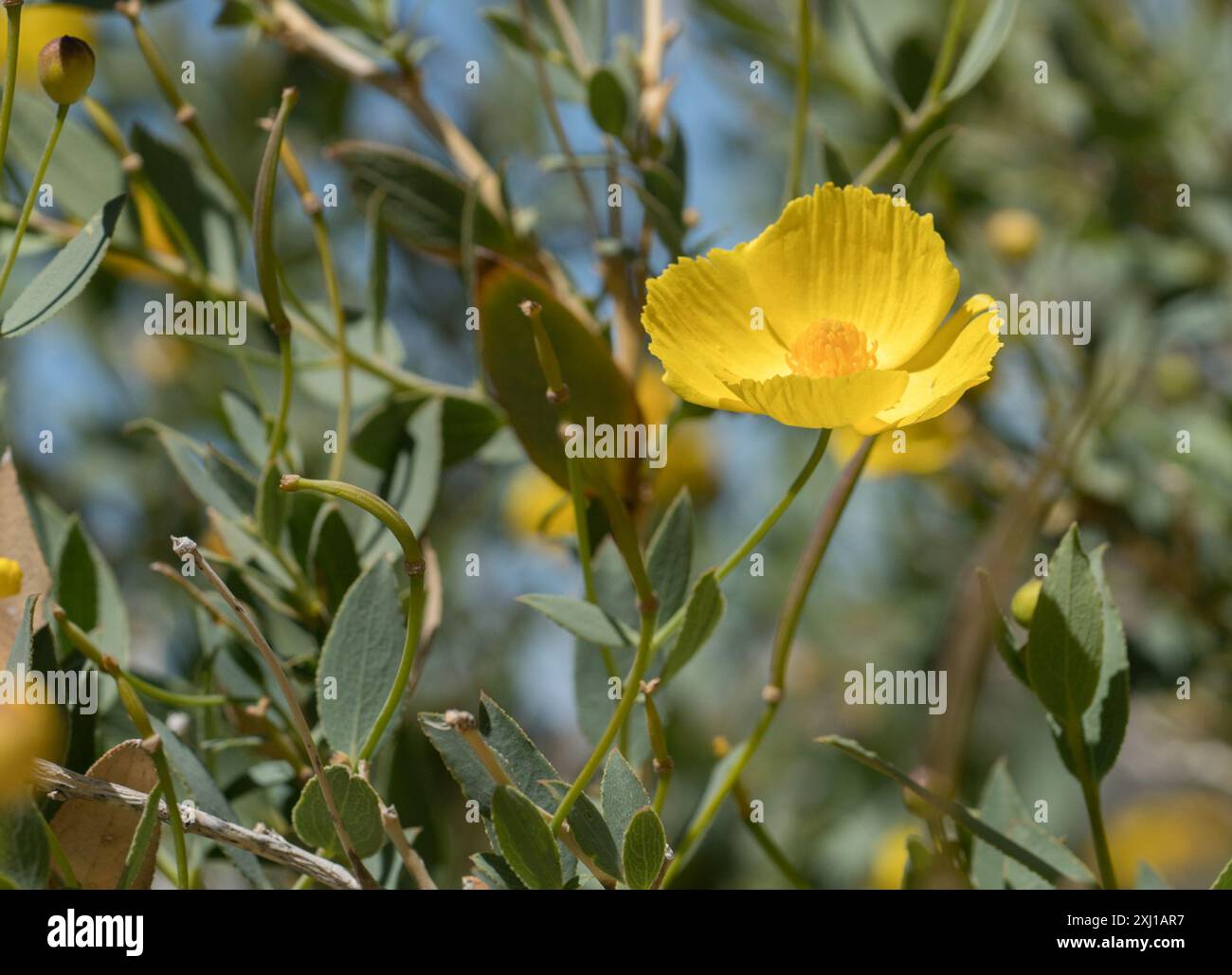 Bush Poppy (Dendromecon rigida) Plantae Stock Photo - Alamy