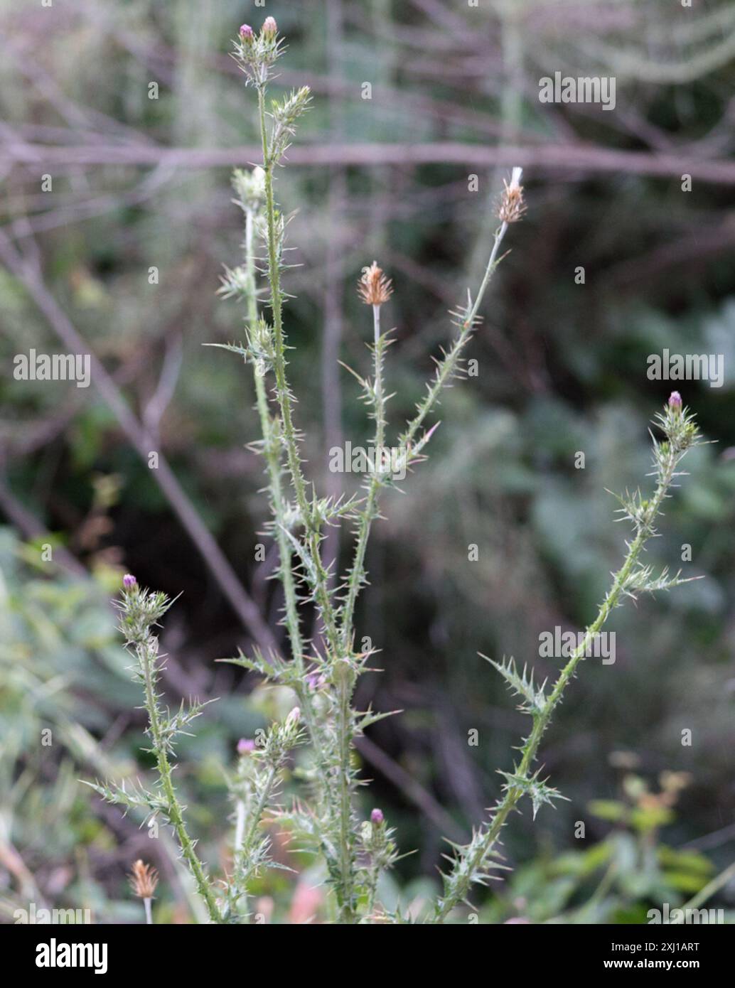 Italian thistle (Carduus pycnocephalus) Plantae Stock Photo - Alamy