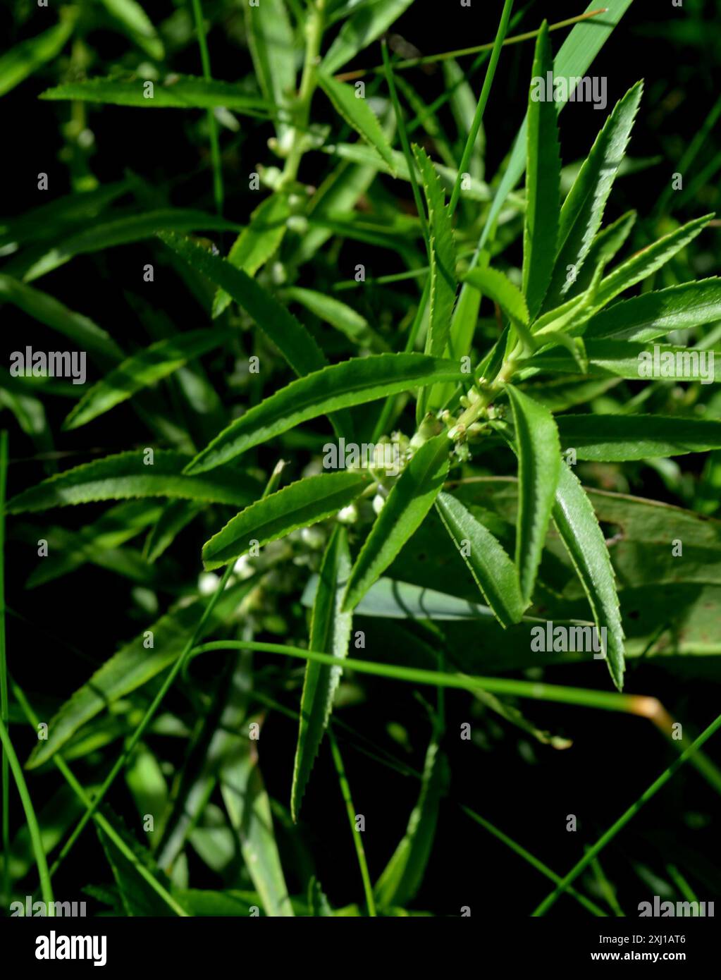 Proserpinaca palustris hi-res stock photography and images - Alamy