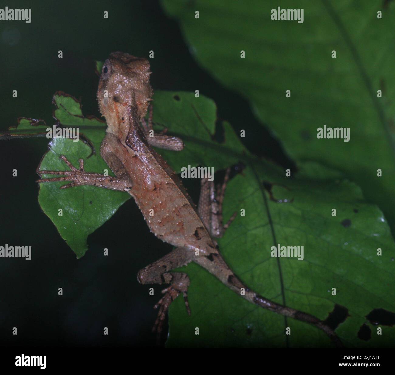 Scale-bellied Tree Lizard (Acanthosaura lepidogaster) Reptilia Stock ...