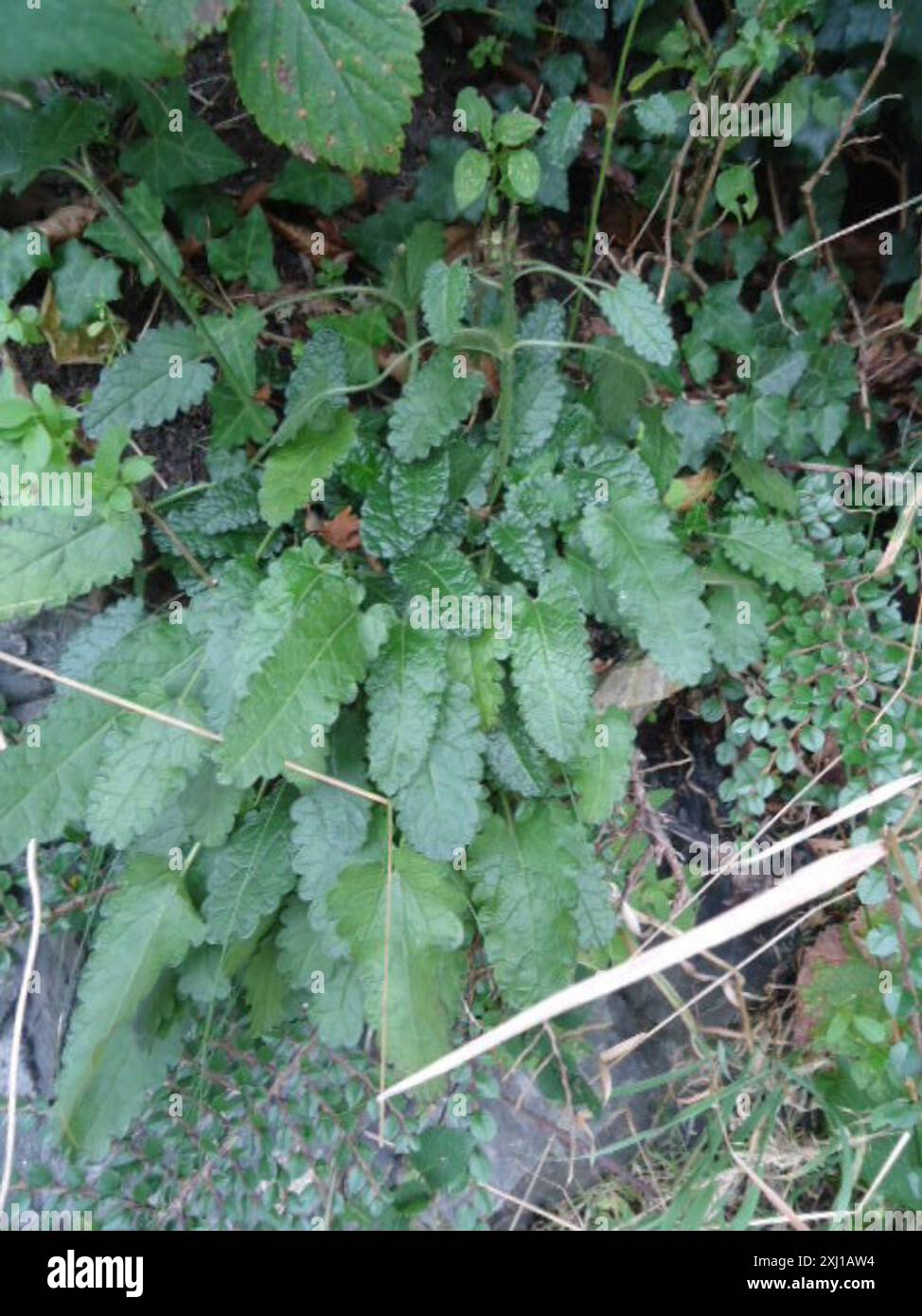 common hedge-nettle (Betonica officinalis) Plantae Stock Photo - Alamy