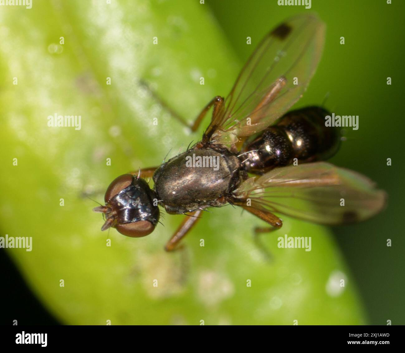 Black Scavenger Flies (Sepsidae) Insecta Stock Photo - Alamy