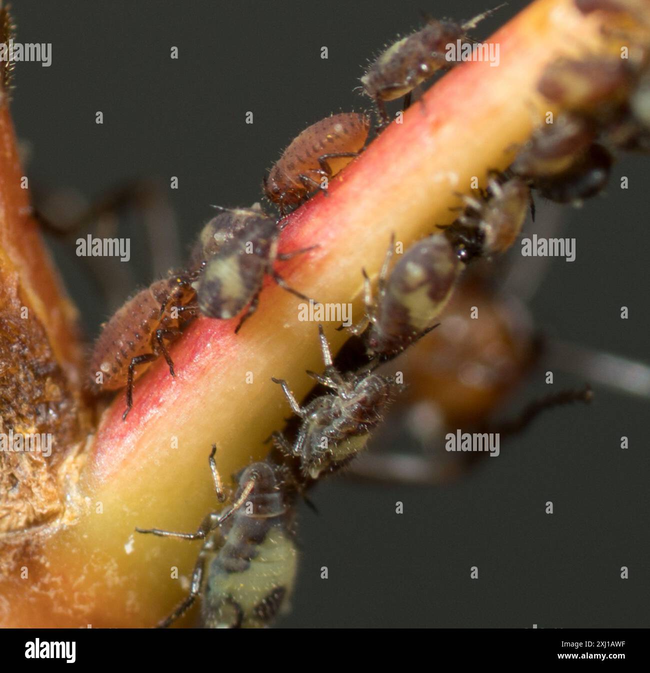 Smoky Poplar Aphid (Chaitophorus populicola) Insecta Stock Photo - Alamy