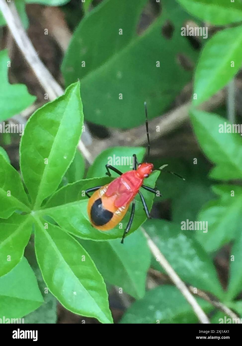 Dindymus hi-res stock photography and images - Alamy