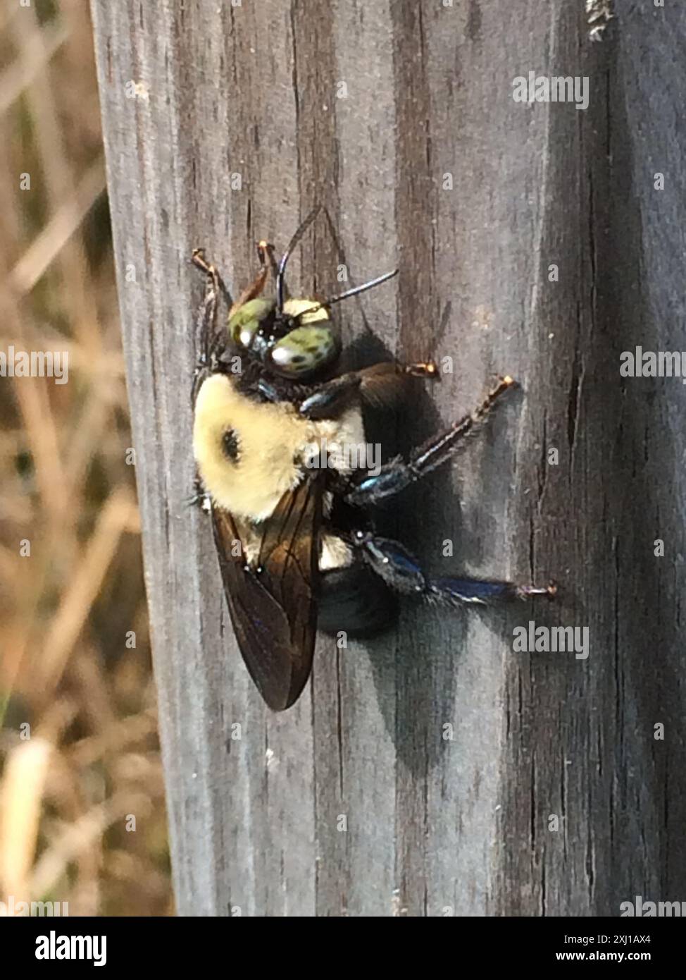 Eastern Carpenter Bee (Xylocopa virginica) Insecta Stock Photo - Alamy