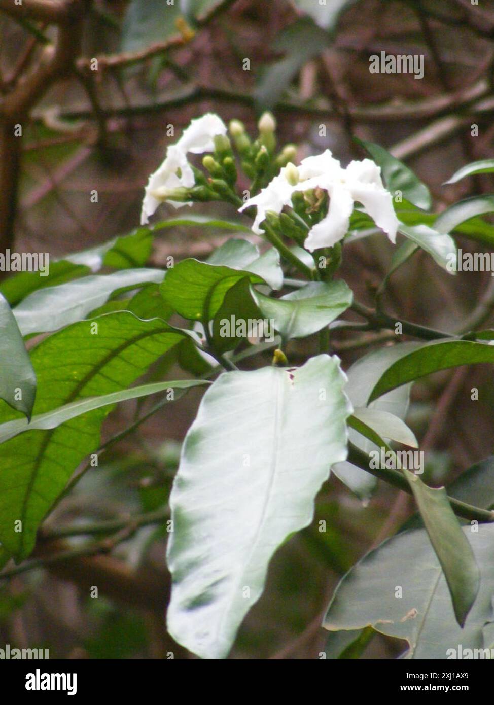 forest toad-tree (Tabernaemontana ventricosa) Plantae Stock Photo - Alamy