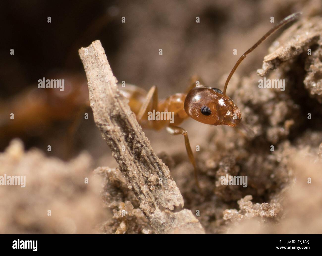 Yellow Pyramid Ant (Dorymyrmex flavus) Insecta Stock Photo - Alamy