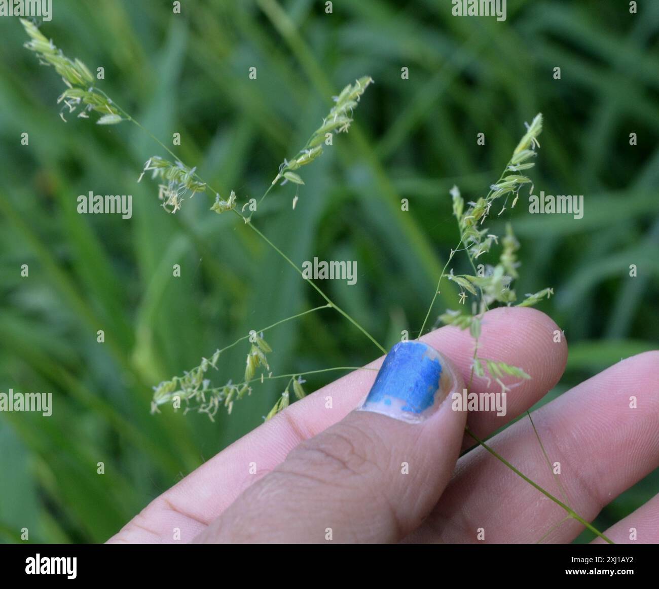 rice cutgrass (Leersia oryzoides) Plantae Stock Photo - Alamy