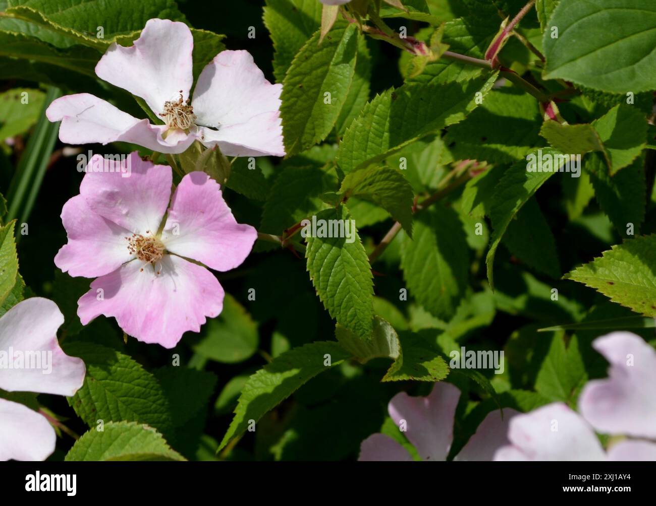 climbing prairie rose (Rosa setigera) Plantae Stock Photo - Alamy