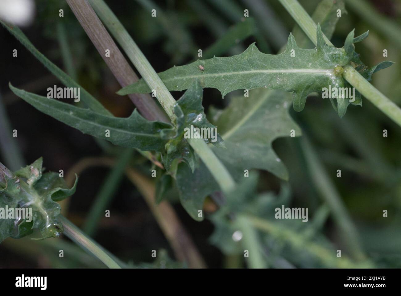 California chicory (Rafinesquia californica) Plantae Stock Photo - Alamy