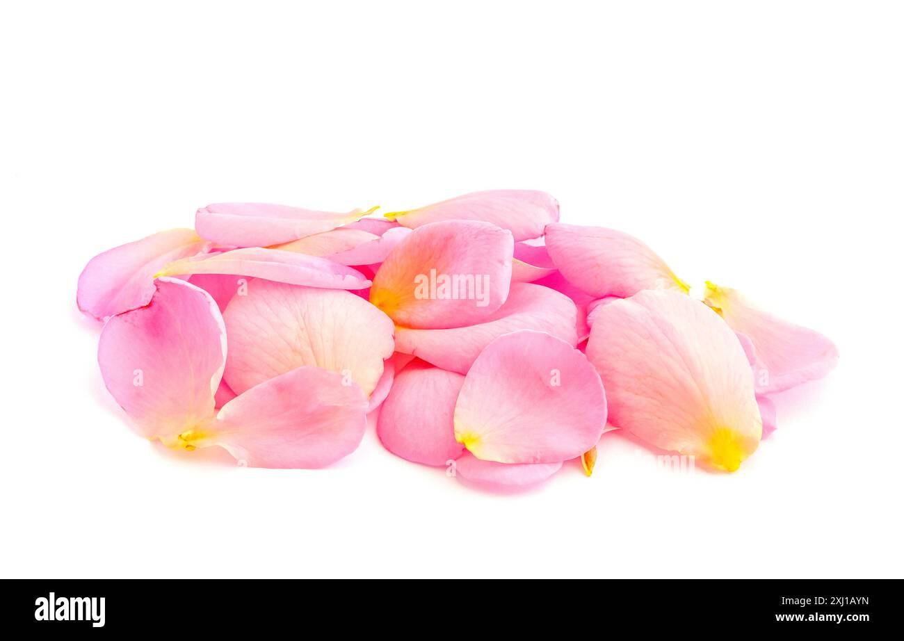 White rose petals top view Cut Out Stock Images & Pictures - Alamy