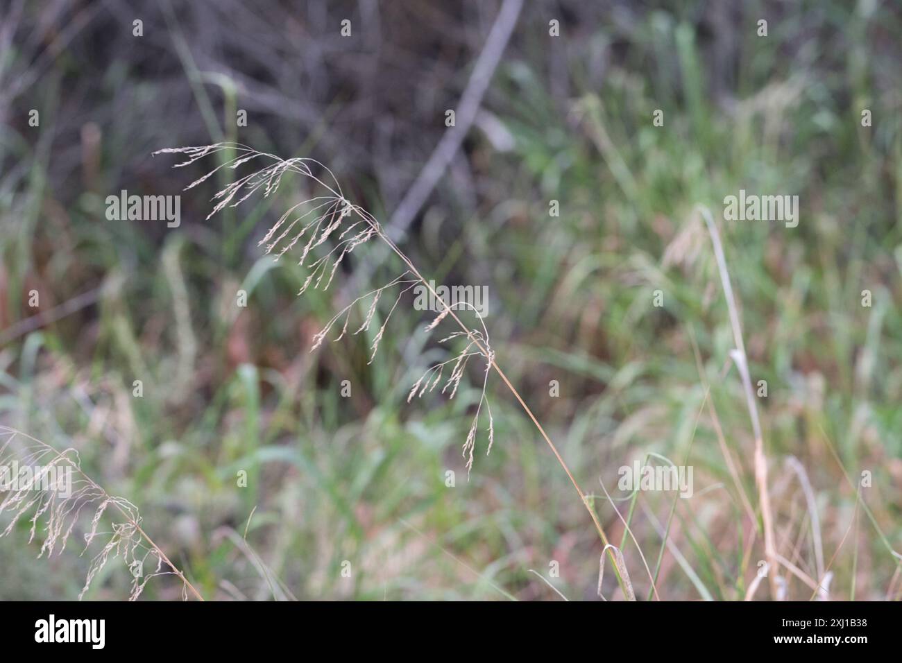 Smilo Grass (Oloptum miliaceum) Plantae Stock Photo - Alamy