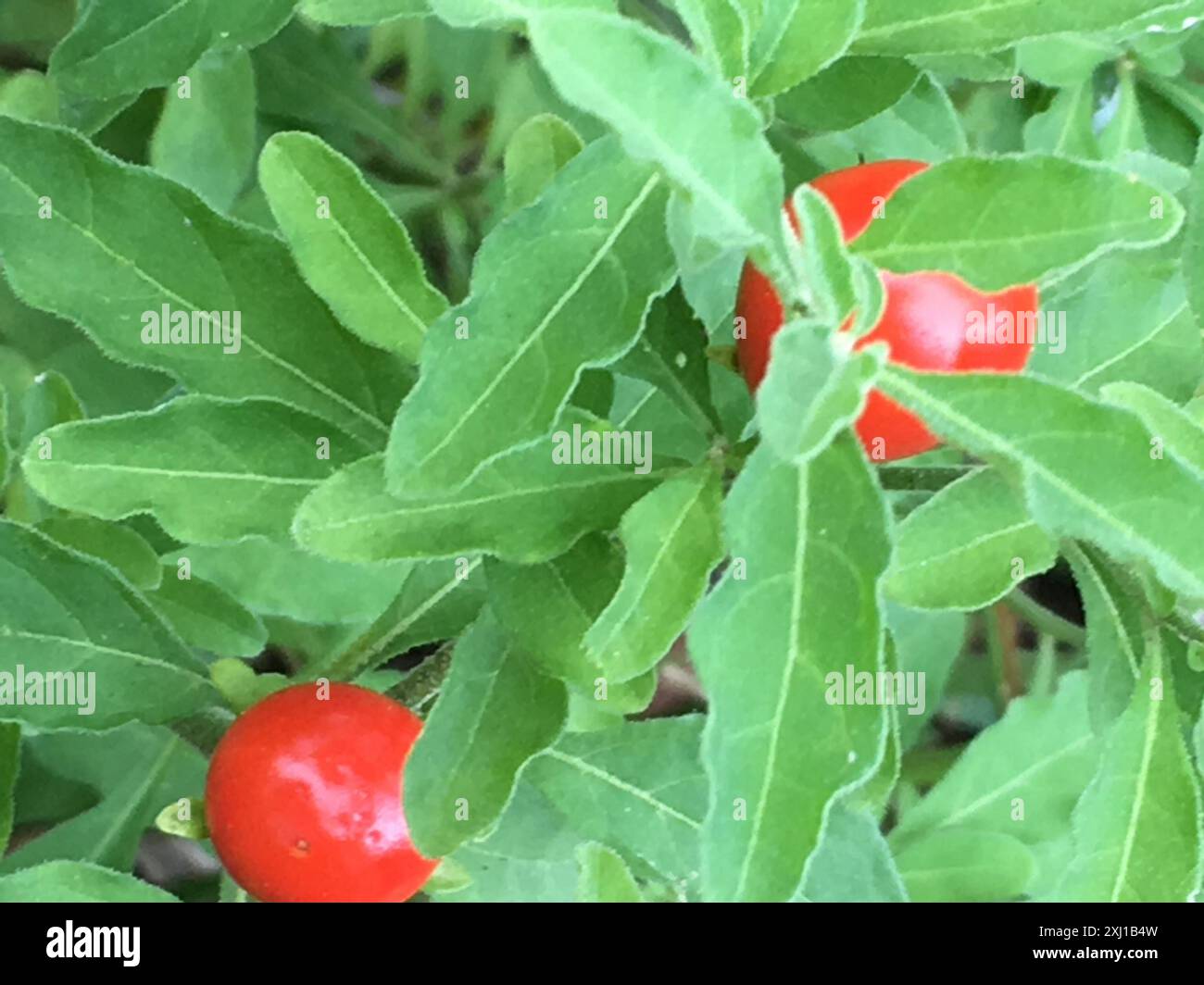 Jerusalem cherry (Solanum pseudocapsicum) Plantae Stock Photo - Alamy