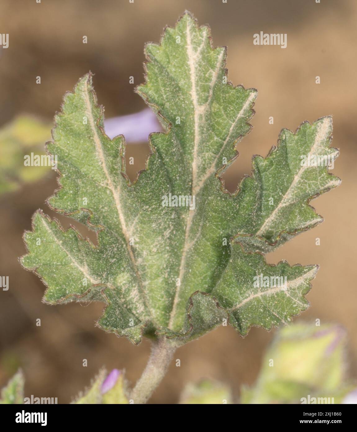 Cretan mallow (Malva multiflora) Plantae Stock Photo - Alamy