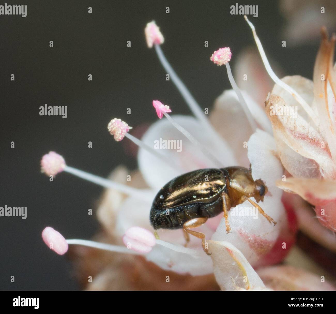 Bronze Leaf Beetle (Diachus auratus) Insecta Stock Photo - Alamy