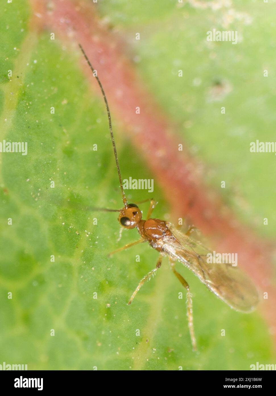 Meteorus hi-res stock photography and images - Alamy