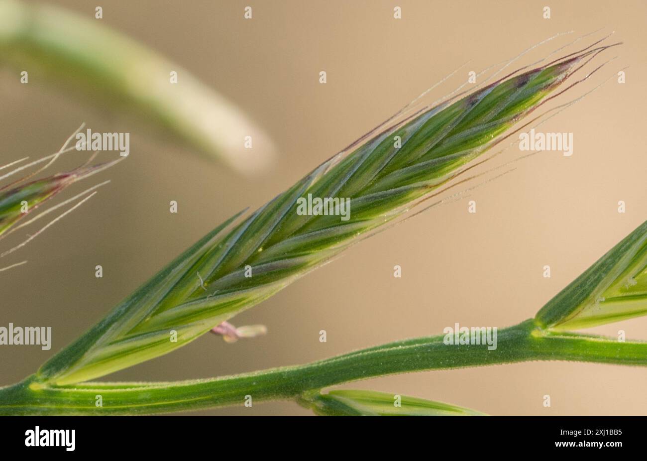 Italian Ryegrass (Lolium multiflorum) Plantae Stock Photo - Alamy