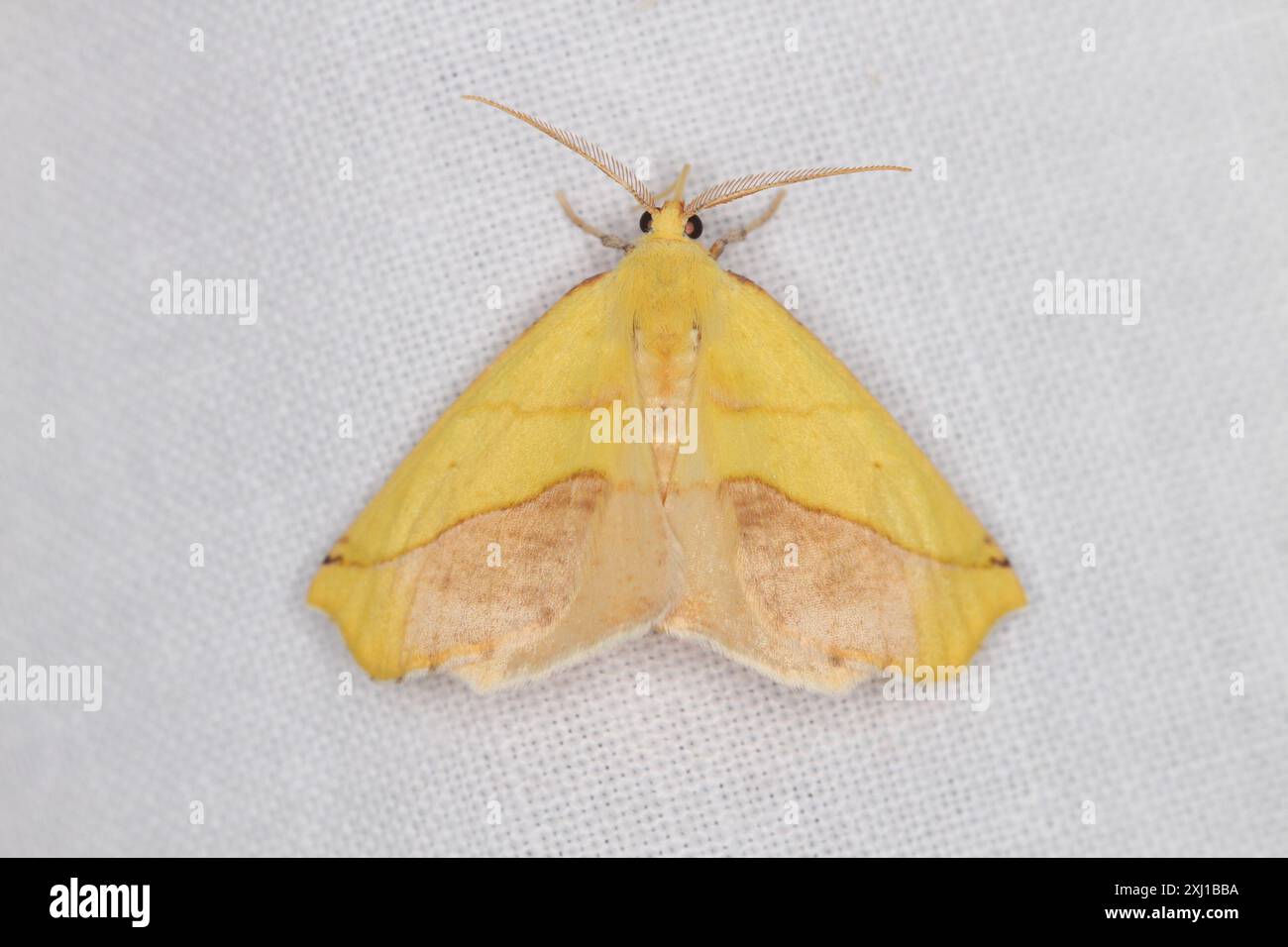 Sharp-lined Yellow (Sicya macularia) Insecta Stock Photo - Alamy