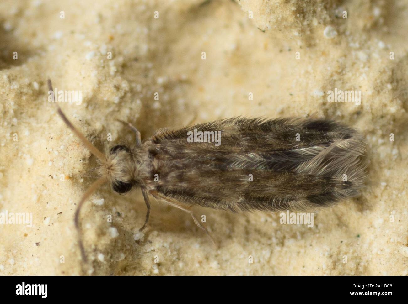 Microcaddisflies (Hydroptilidae) Insecta Stock Photo - Alamy