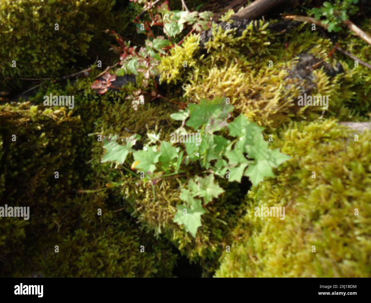 Wall Lettuce (Mycelis muralis) Plantae Stock Photo - Alamy