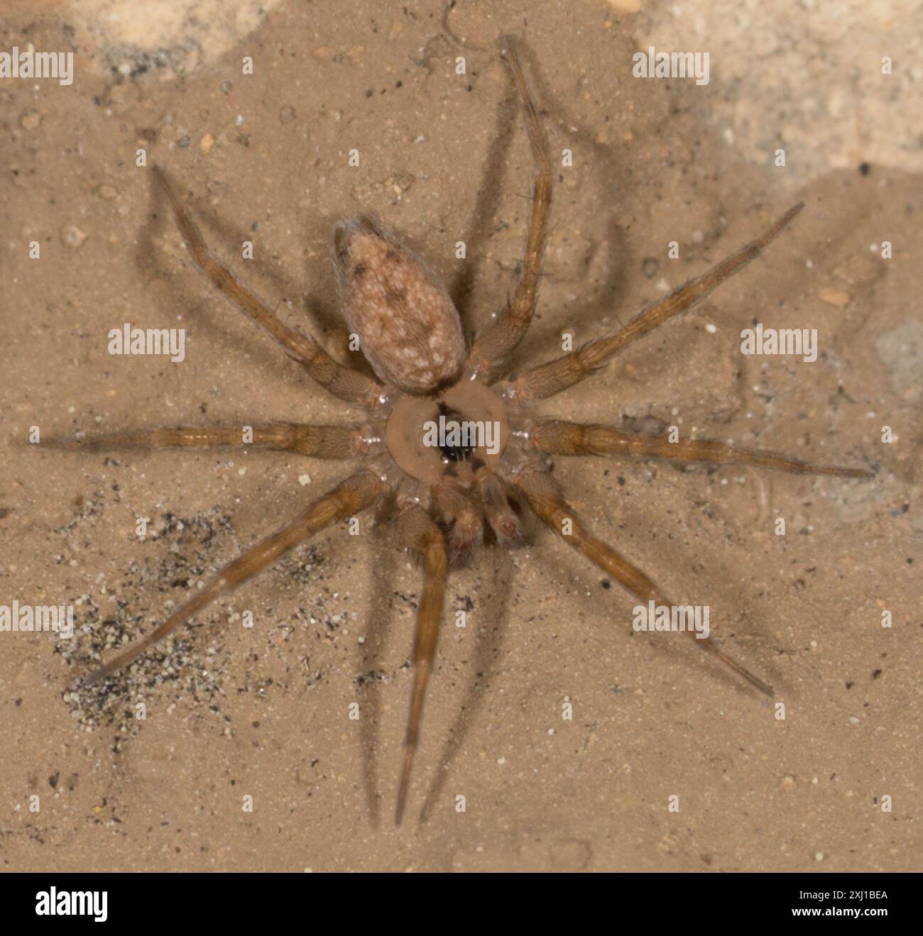 Oecobius navus hi-res stock photography and images - Alamy