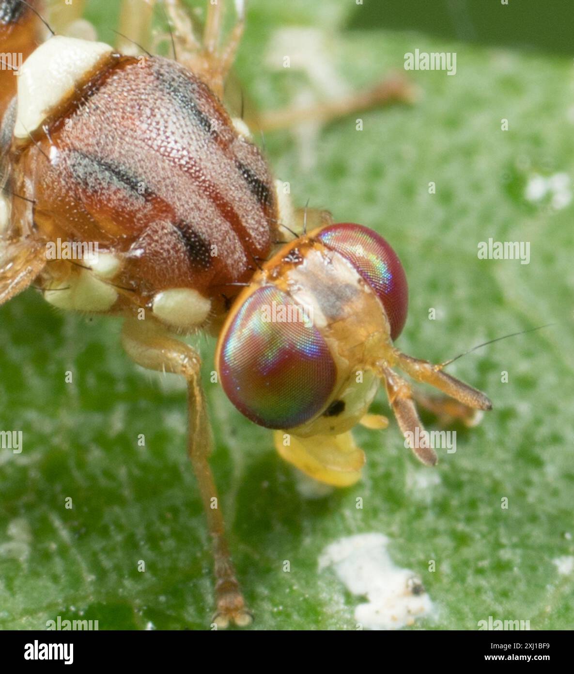 olive fruit fly (Bactrocera oleae) Insecta Stock Photo - Alamy