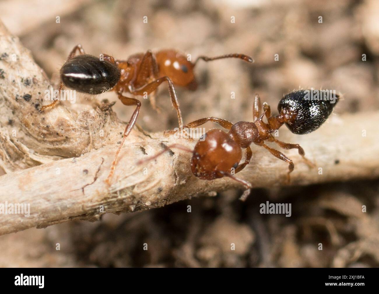Acrobat Ants and Cocktail Ants (Crematogaster) Insecta Stock Photo - Alamy