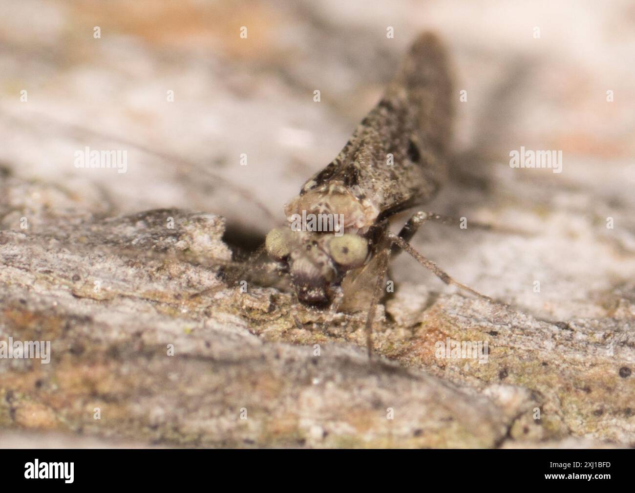 Barklice, Booklice, and Parasitic Lice (Psocodea) Insecta Stock Photo ...