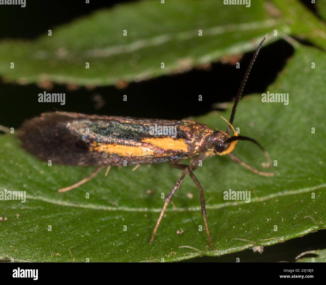 Newman's Mathildana Moth (Mathildana newmanella) Insecta Stock Photo ...