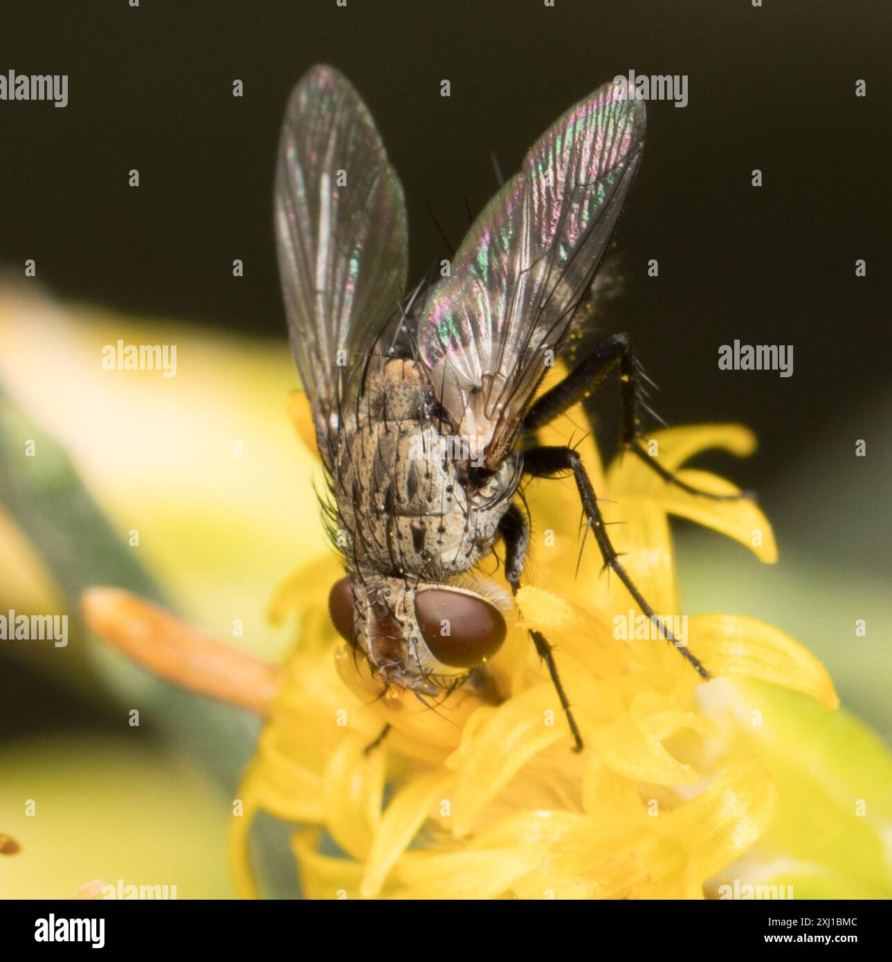 Bot Flies, Blow Flies, and Allies (Oestroidea) Insecta Stock Photo - Alamy