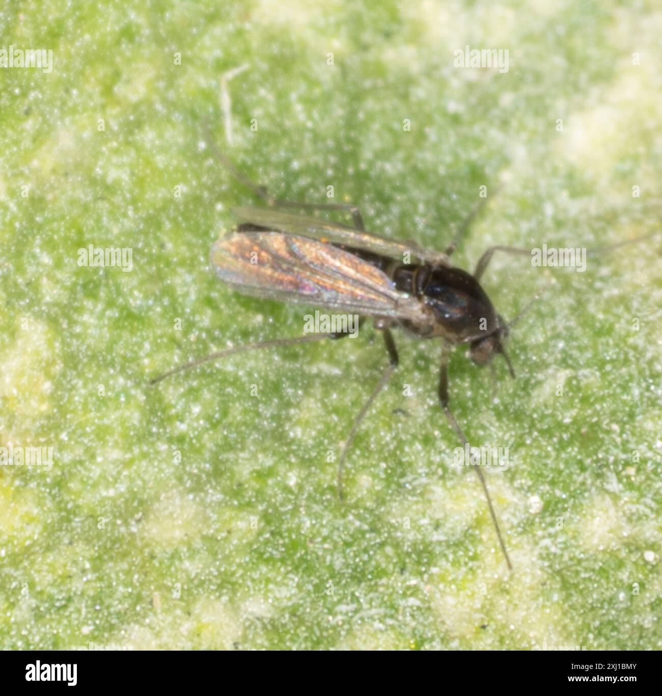 Non-biting Midges (Chironomidae) Insecta Stock Photo - Alamy