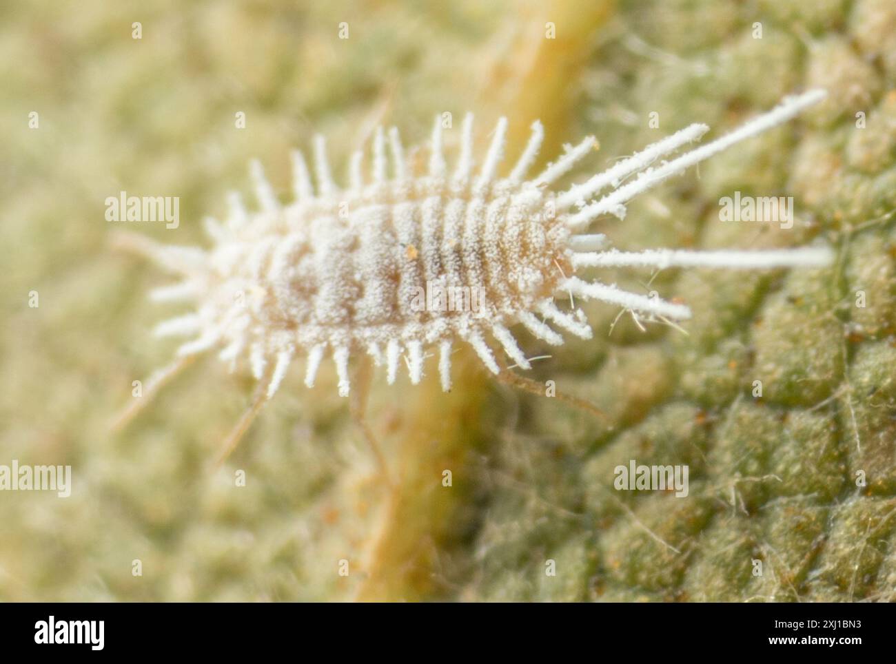 Mealybugs (Pseudococcidae) Insecta Stock Photo - Alamy