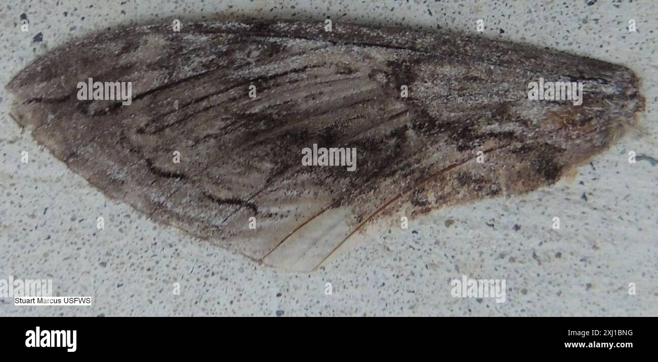 Five spotted hawk moth hi-res stock photography and images - Alamy