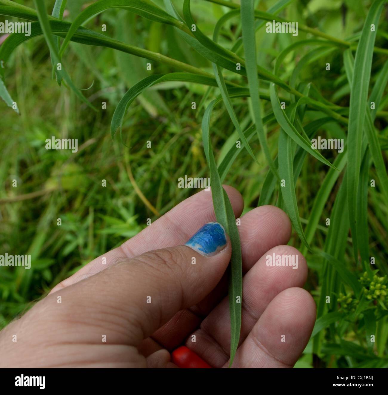 Riddell's goldenrod (Solidago riddellii) Plantae Stock Photo - Alamy