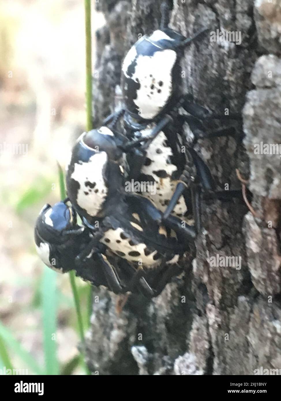 Texas Ironclad Beetle (Zopherus nodulosus haldemani) Insecta Stock ...