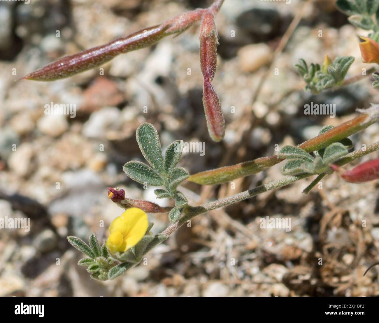 Strigose lotus hi-res stock photography and images - Alamy