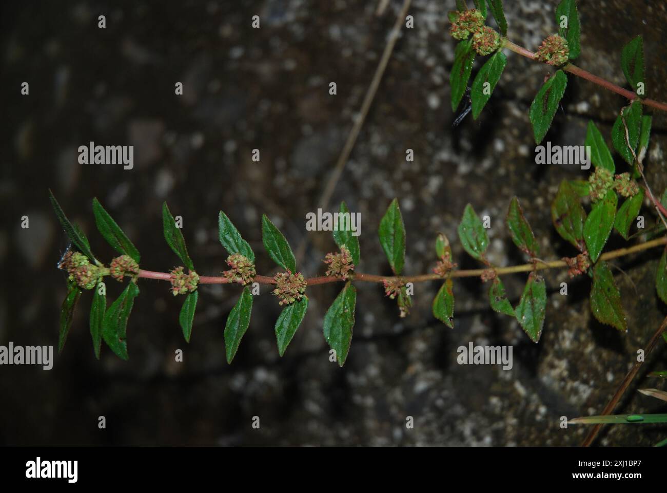 Asthma plant (Euphorbia hirta) Plantae Stock Photo - Alamy