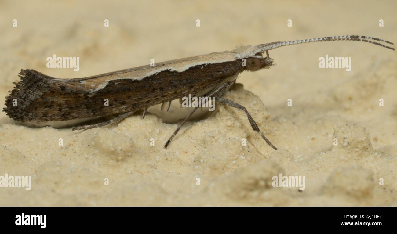 Diamondback Moth (Plutella xylostella) Insecta Stock Photo - Alamy