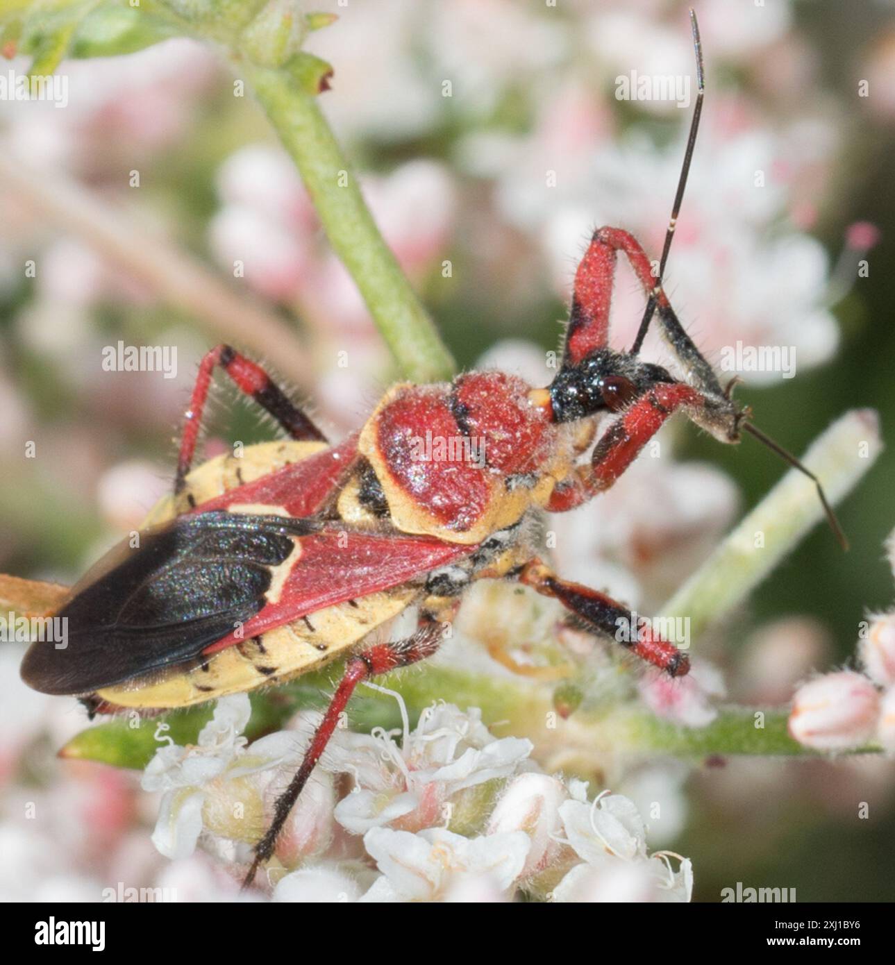 Yellow-bellied Bee Assassin (Apiomerus flaviventris) Insecta Stock ...