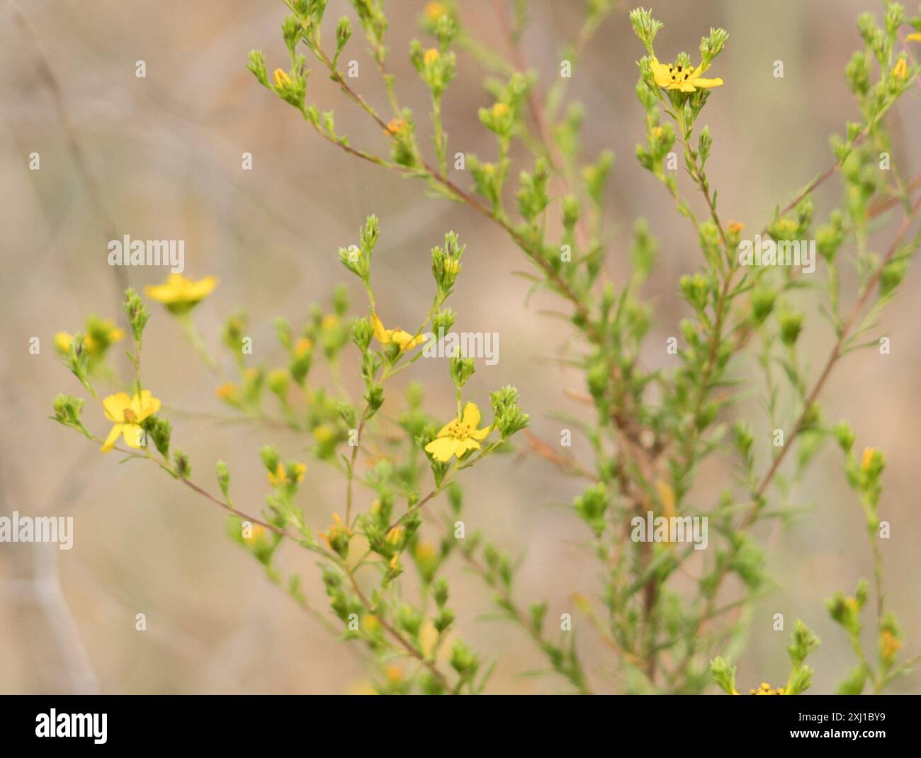 Clustered Tarweed (Deinandra fasciculata) Plantae Stock Photo - Alamy