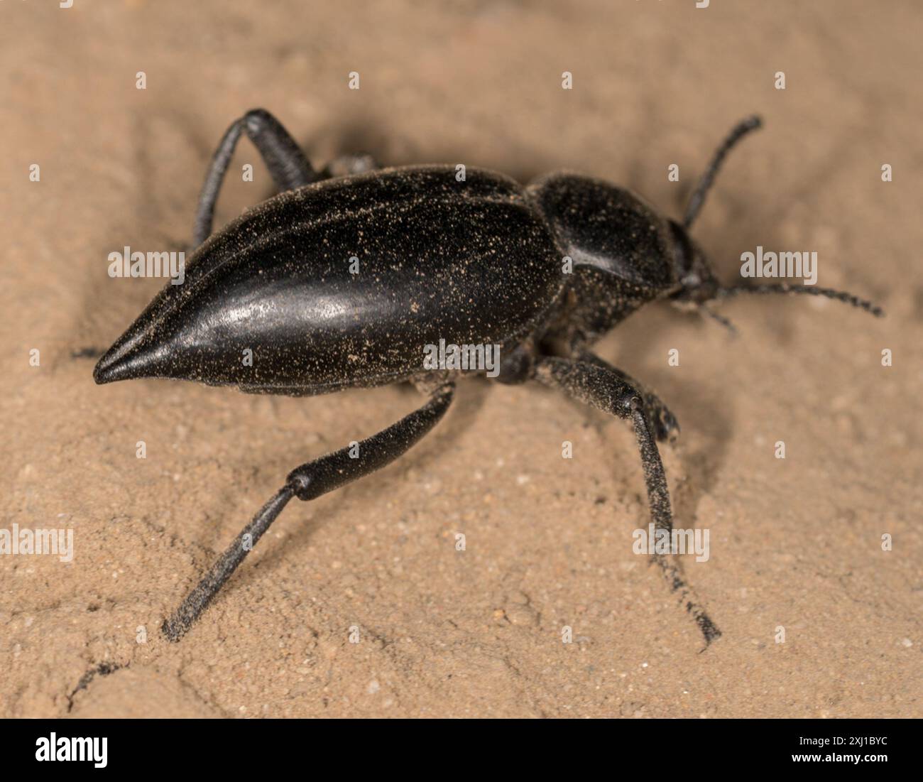 (Eleodes acuticauda) Insecta Stock Photo - Alamy