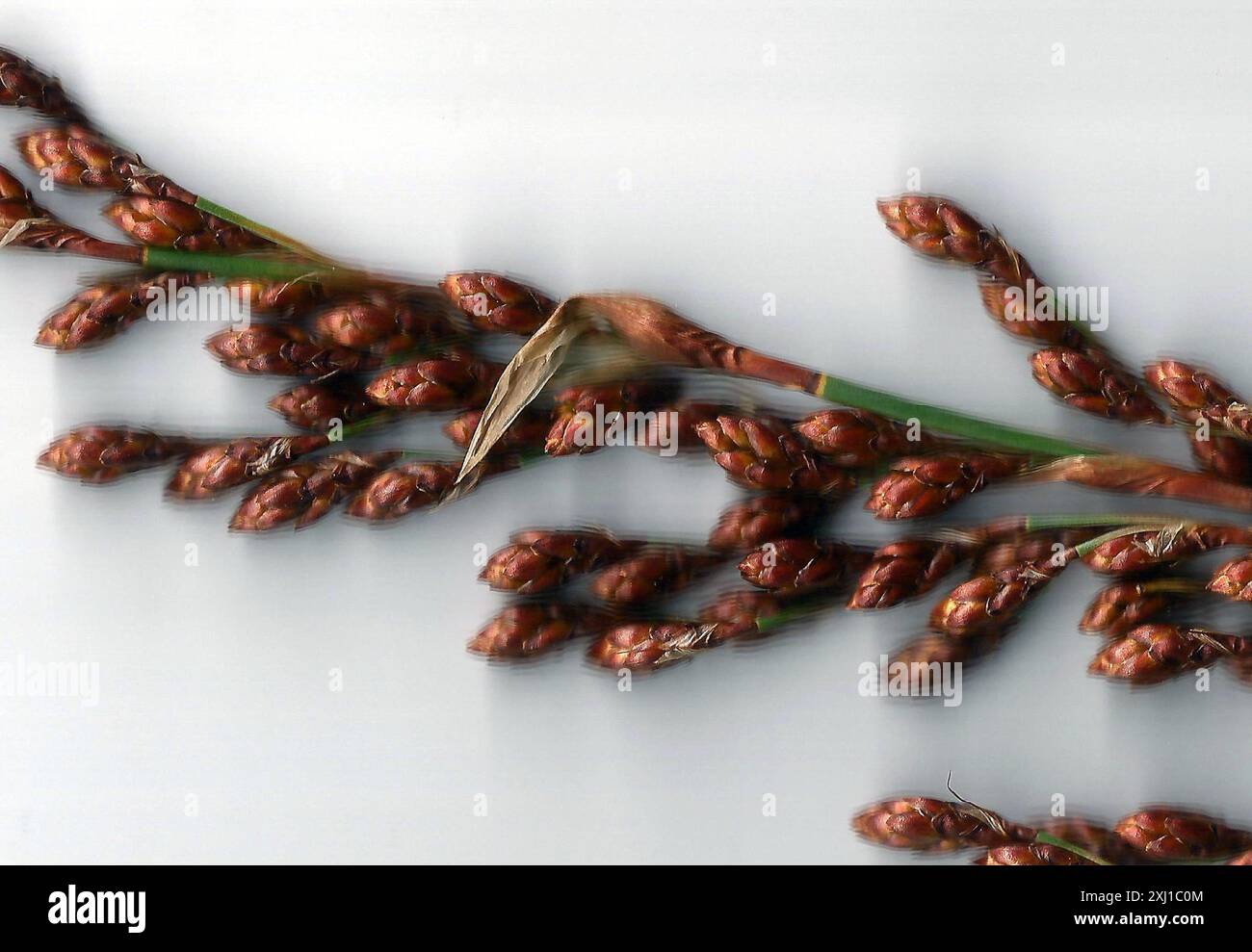 Tall Elephantreed (Rhodocoma gigantea) Plantae Stock Photo - Alamy