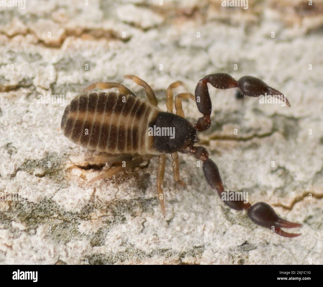 Pseudoscorpions hi-res stock photography and images - Alamy