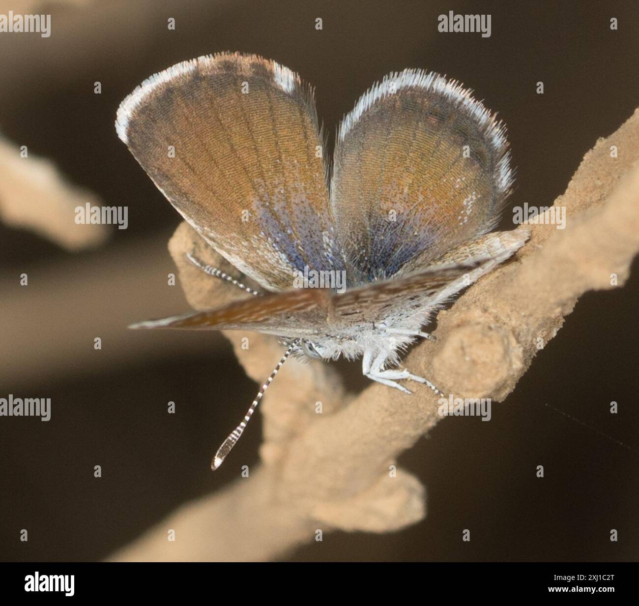 Brephidium hi-res stock photography and images - Alamy