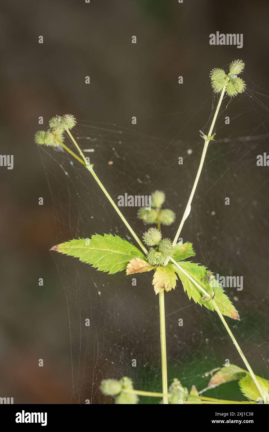 Clustered Sanicle (Sanicula odorata) Plantae Stock Photo - Alamy
