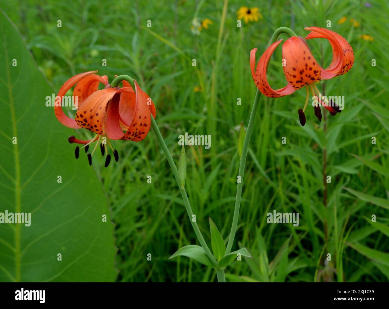 Michigan lily (Lilium michiganense) Plantae Stock Photo - Alamy