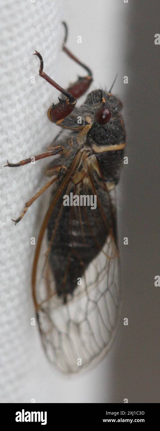 Salmonfly Cicada (Platypedia areolata) Insecta Stock Photo - Alamy