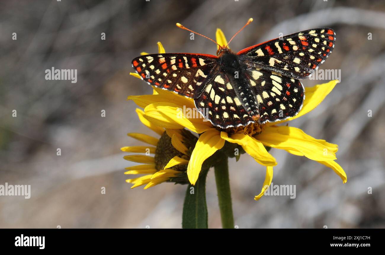 Variable Checkerspot (Euphydryas chalcedona) Insecta Stock Photo - Alamy